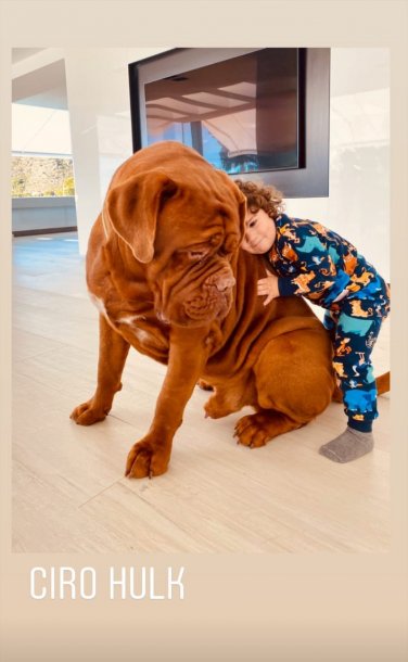 Hulk, el perro de la familia Messi, revolucionó las redes sociales ...