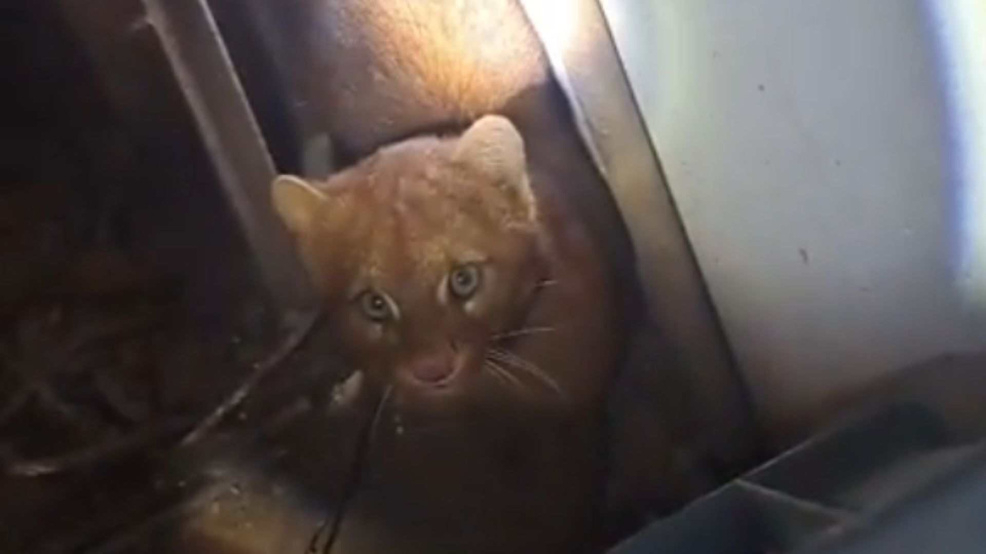 Hallaron un cachorro de yaguarundí o “gato nutria” en Entre Ríos - Sol ...