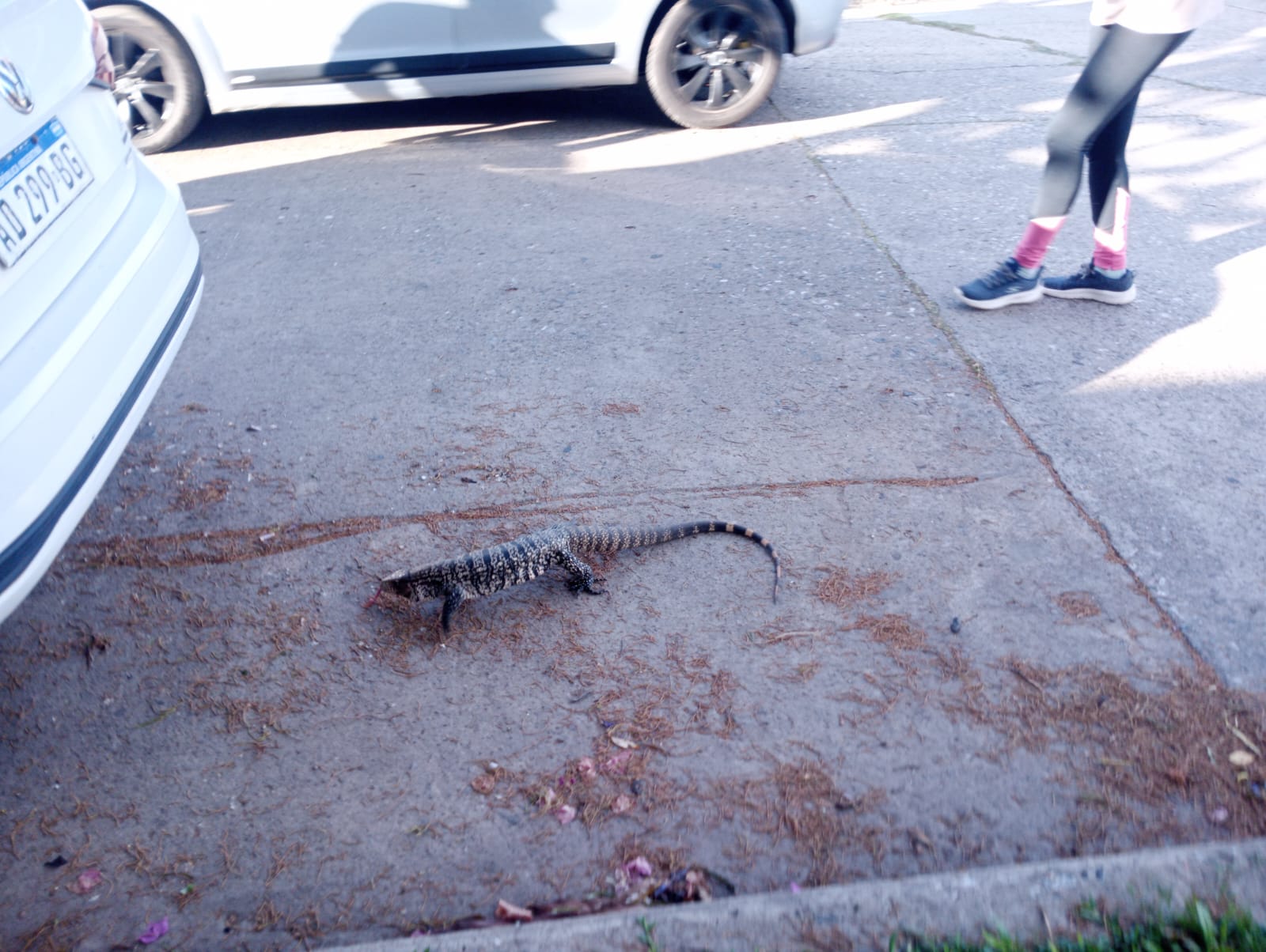 Sorpresa en barrio Guadalupe: encontraron una iguana overa en el motor ...